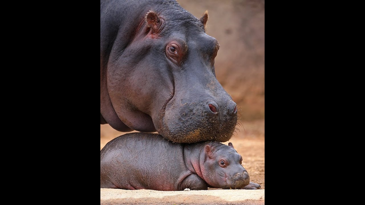 Hippo Wallpapers HD