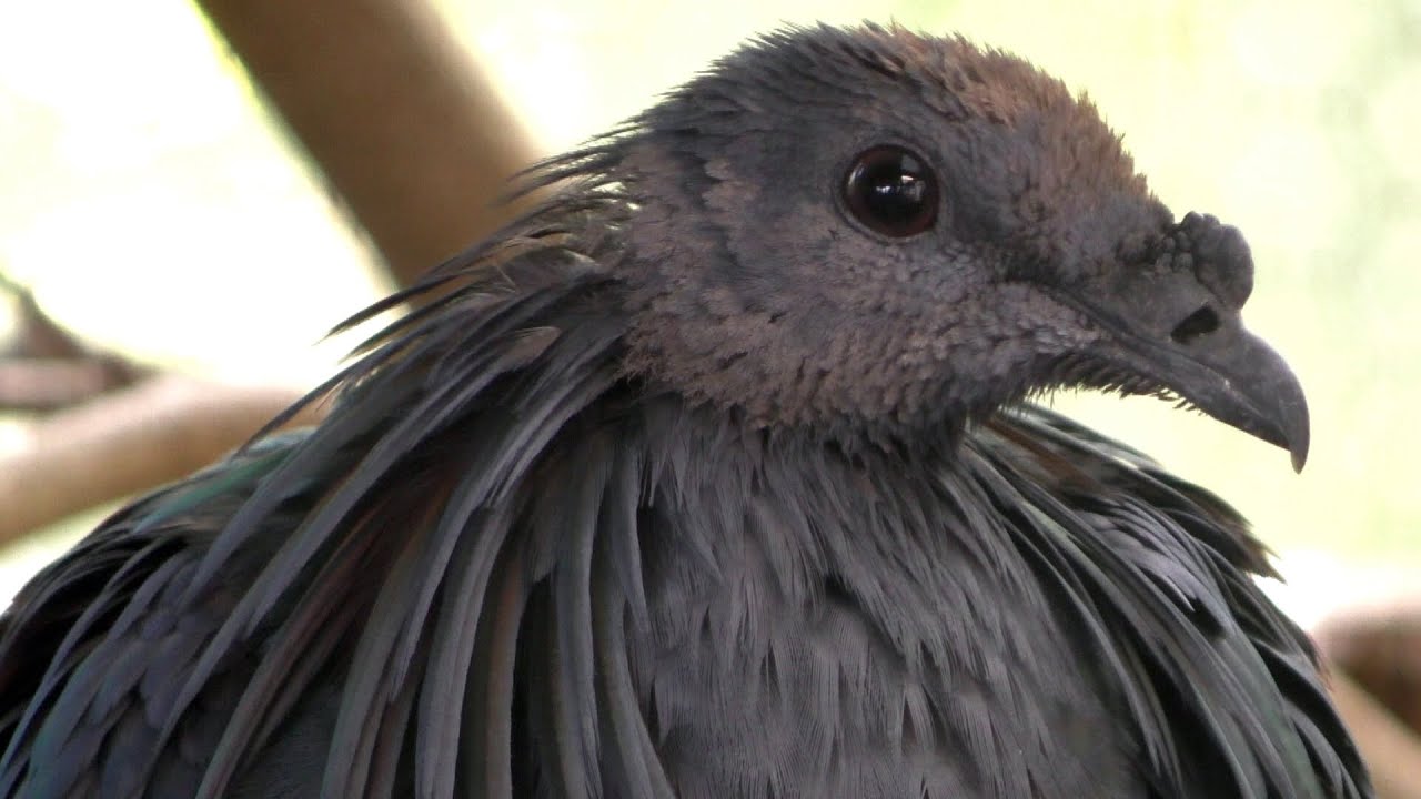 Nicobar Pigeon - Exotic Birds