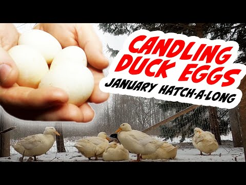 Candling Duck Eggs (Day 8), Setting Chicken Eggs. January Hatch-A-Long
