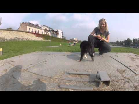 365 puppy - Skoll, episode 3rd - everything takes time.