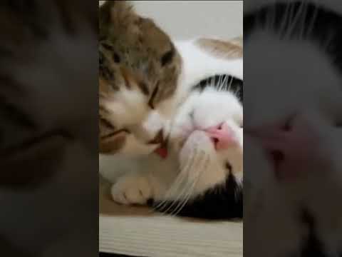 This is a gifs video of to cats π CleanοΏΌ their selves .ππππππ¨πΏβπ»π¨πΏβπ»π¨πΏβπ»πππππποΏΌ