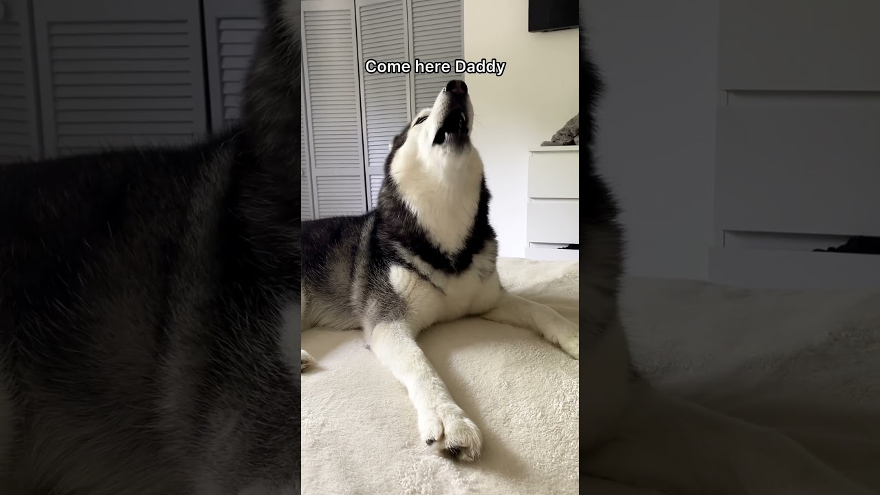 My Talking Husky LOVES Cuddles! 😍