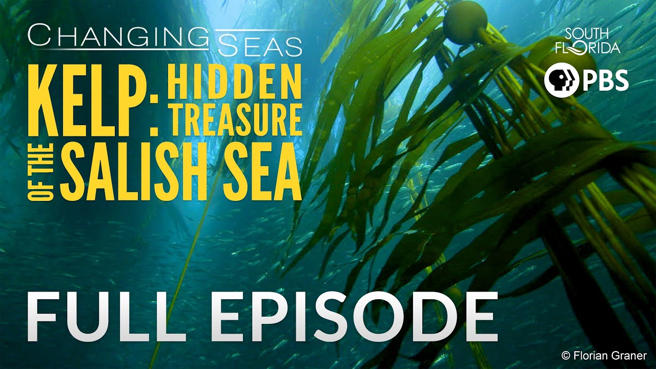 Kelp: Hidden Treasure of the Salish Sea | Changing Seas