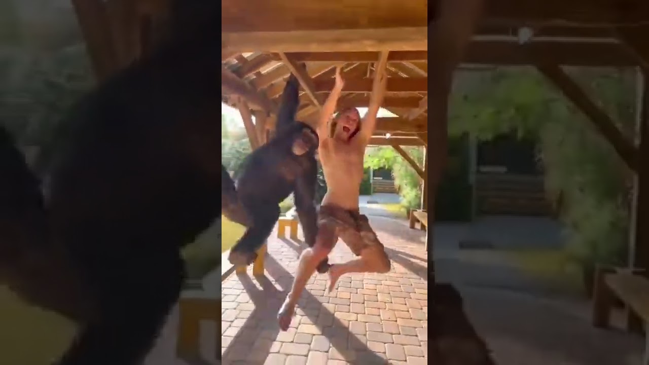 Humano vs chimpancé