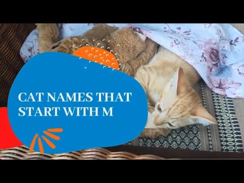100+ Cat Names Starting with M That You'll Love (Female & Male)