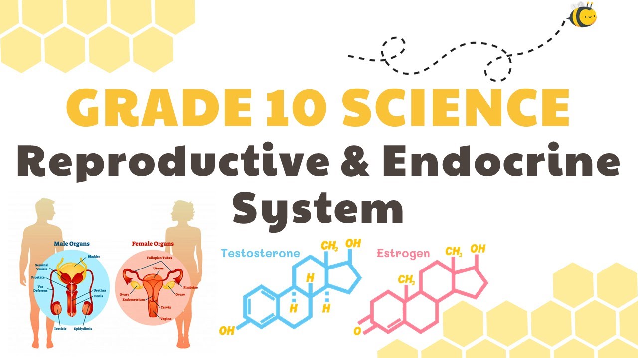 Understanding the Reproductive and Endocrine Systems: A Comprehensive ...