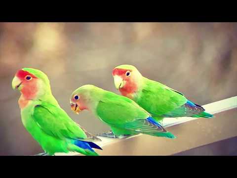 🇺🇸USA🇺🇸 Bird Watching - Love Birds in Scottsdale, Arizona!