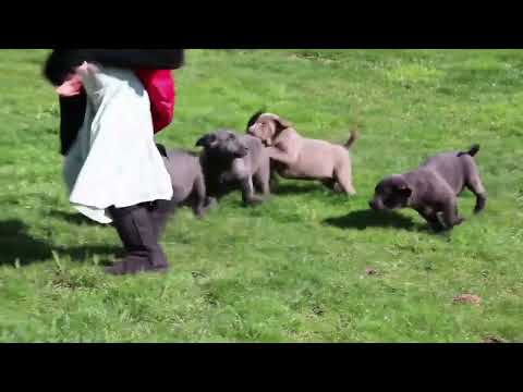 Charcoal & Silver Labrador Retriever Puppies For Sale