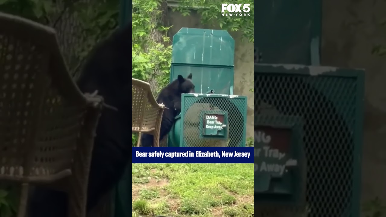 Bear safely captured in New Jersey
