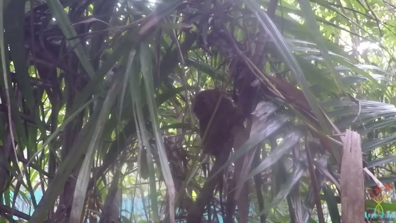 BOHOL TARSIER SANCTUARY | EP101