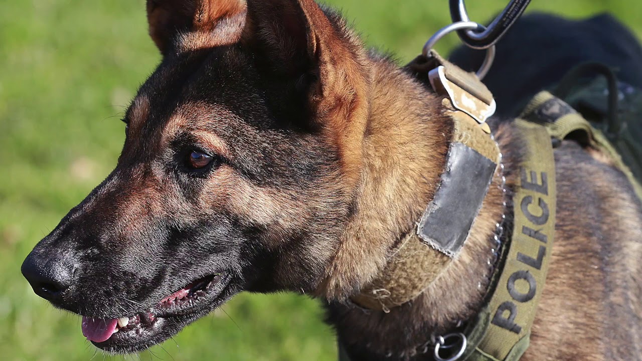 Meet the OPP's new K9 team