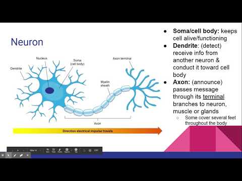 2.1 - Neurons and Action Potential - AP Psychology