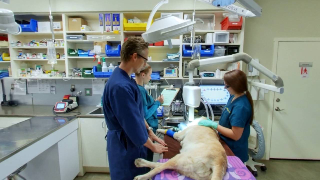 Middletown Animal Hospital | Middletown, CA | Veterinarians