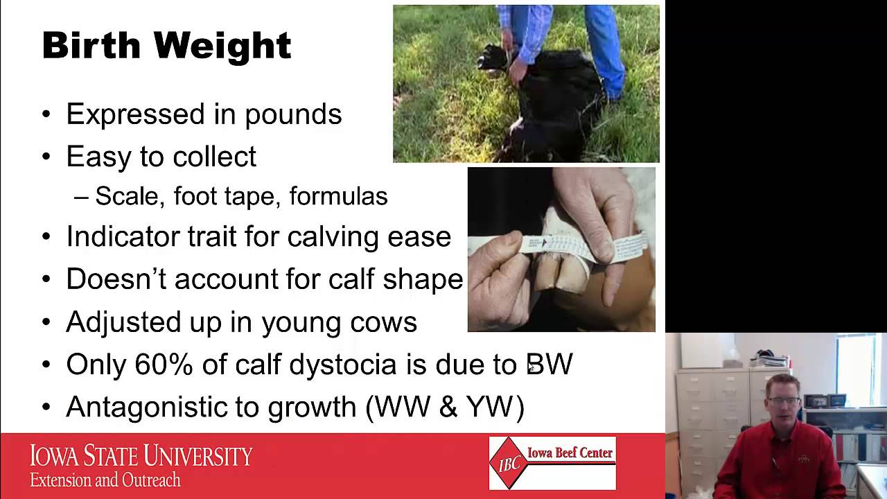 EPD Basics: Part 1 -- Calving Ease