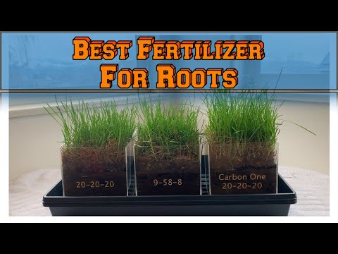 Best Fertilizer For Roots