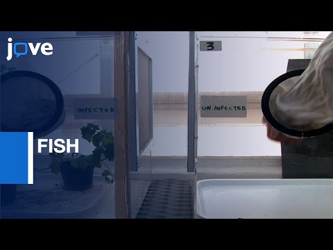 FISH used for Viruses and Endosymbiotic Bacteria Detection | Proticol Preview