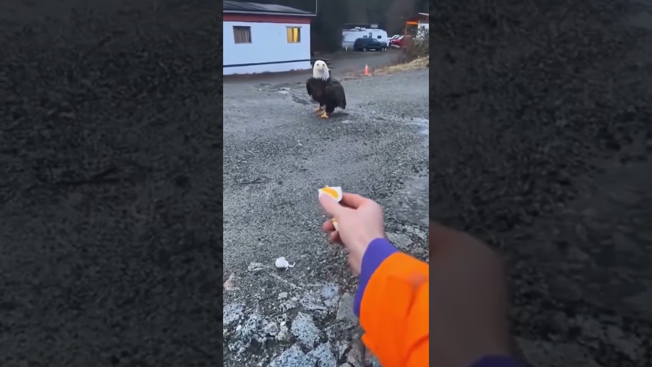 Bald Eagle's True Size