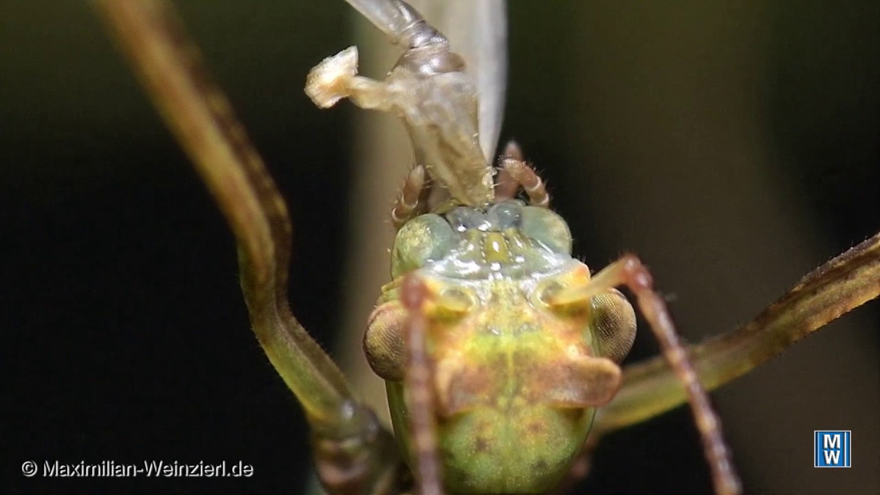 walking stick insect eats skin, macro 2:1