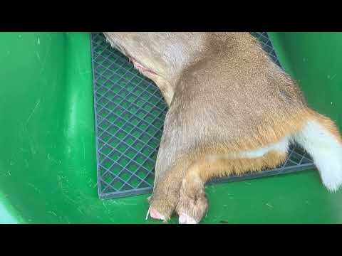 Digital Deer stalking With the HIKMICRO Alpex 4K & the old A50t