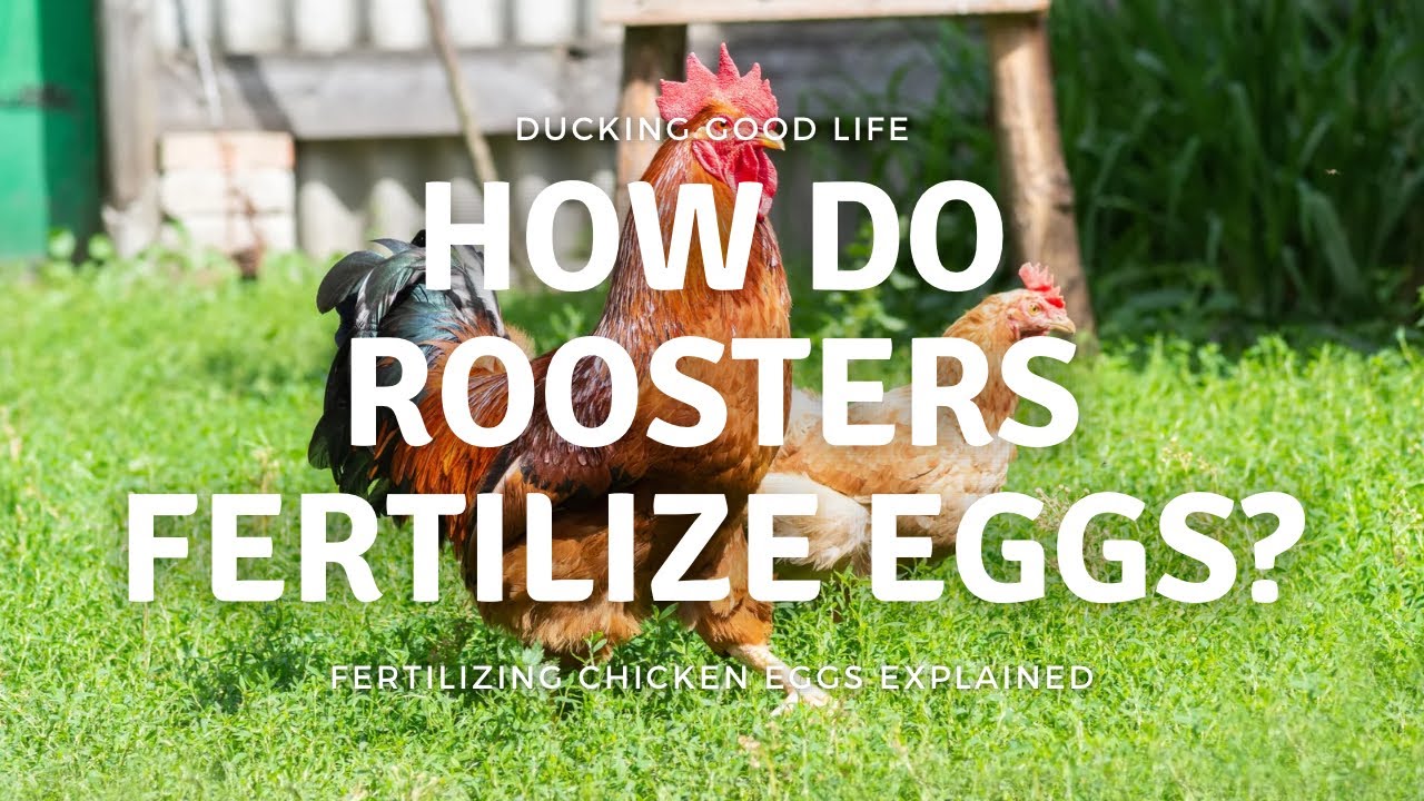 How do roosters fertilize eggs?