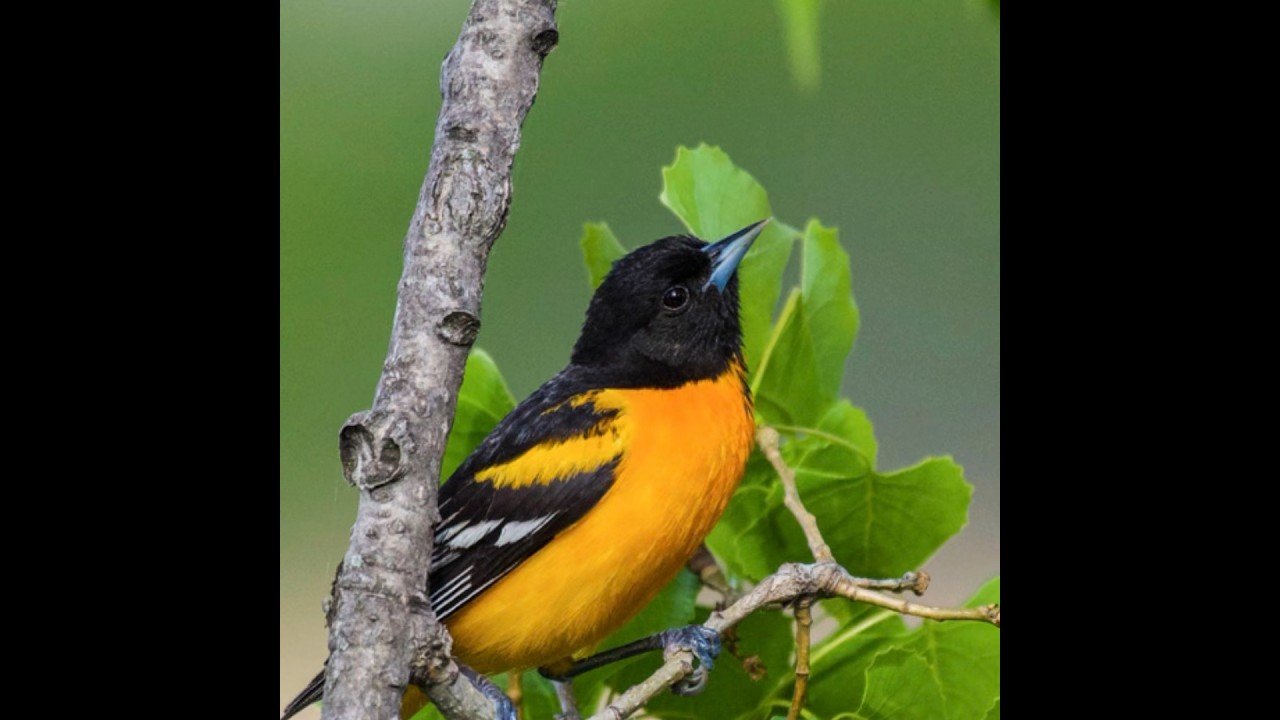 Beautiful Baltimore Oriole