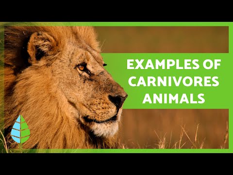 What are CARNIVOROUS ANIMALS ð»ð§ (Definition, Types and EXAMPLES)