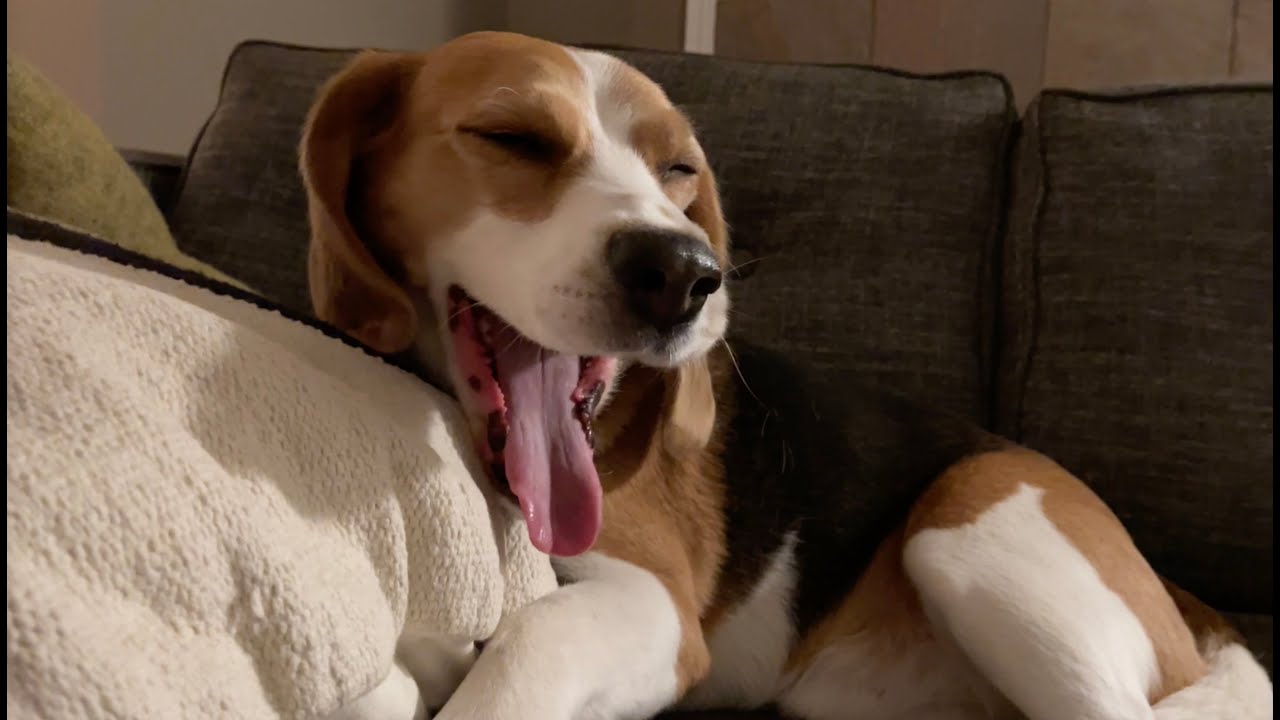 Sleepy beagle wakes up and licks everything