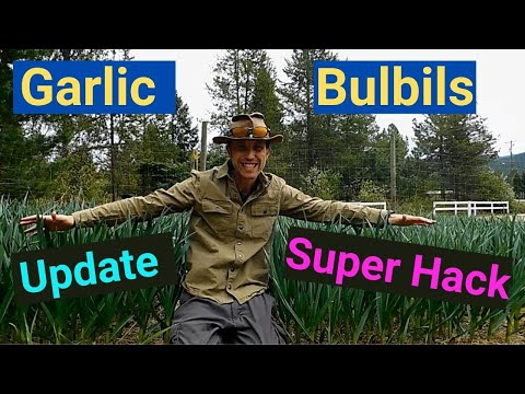 Growing Garlic!! Bulbils update. Growing Garlic from seeds for maximum harvest. Simple easy free