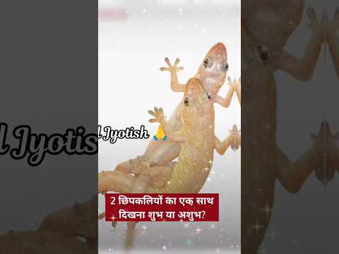 छिपकली का एक साथ दिखना क्या देता है संकेत। #ज्योतिष #astrology #धार्मिक #छिपकली #vastu #motivational