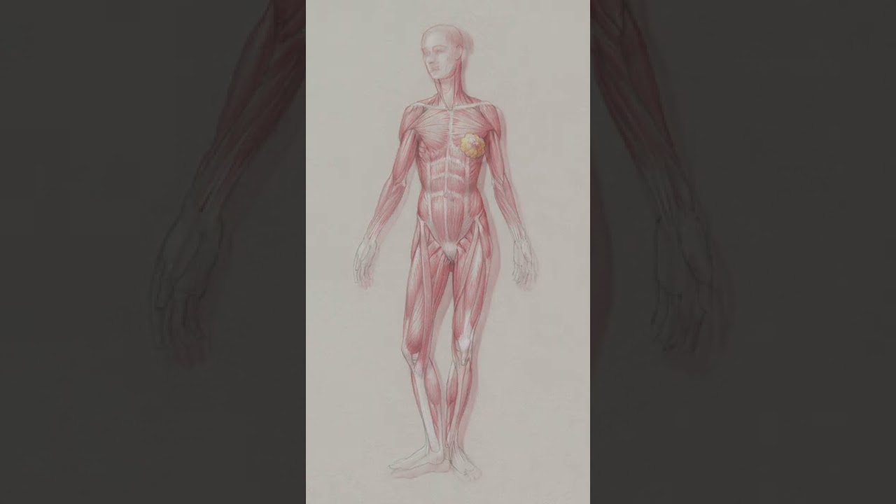 #shorts | Megan: skeleton, muscles, and external forms