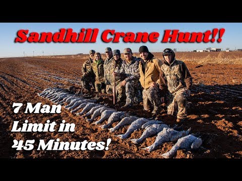 Sandhill Crane Hunt 7 Man Limit FAST!!