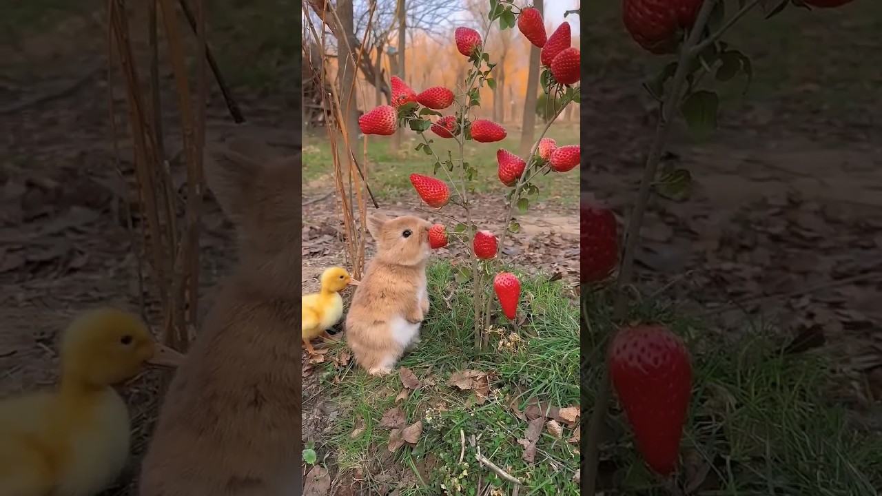 Bunnies eating strawberries #bunny #strawberry #eating #satisfying #rabbit