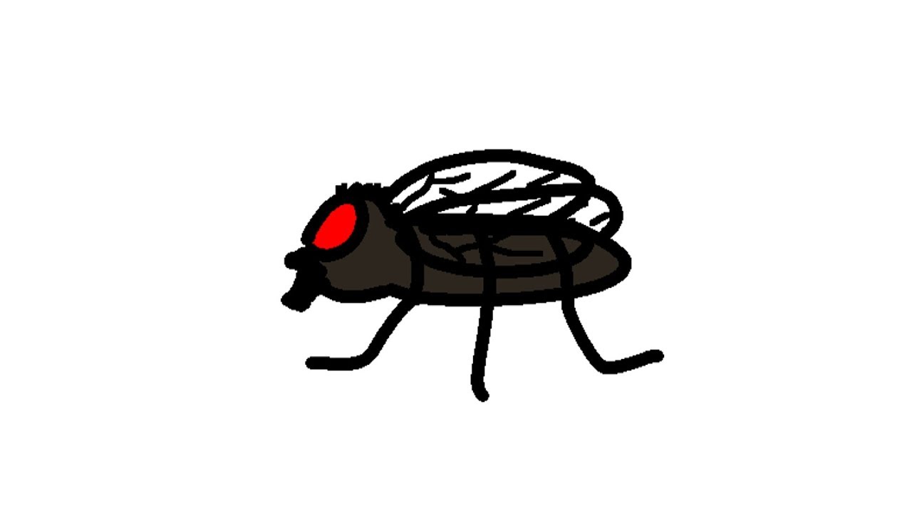 The Life Cycle Of A Common House Fly