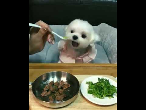 cute dog eating with a spoon🐶🍗#short#shortvideo#