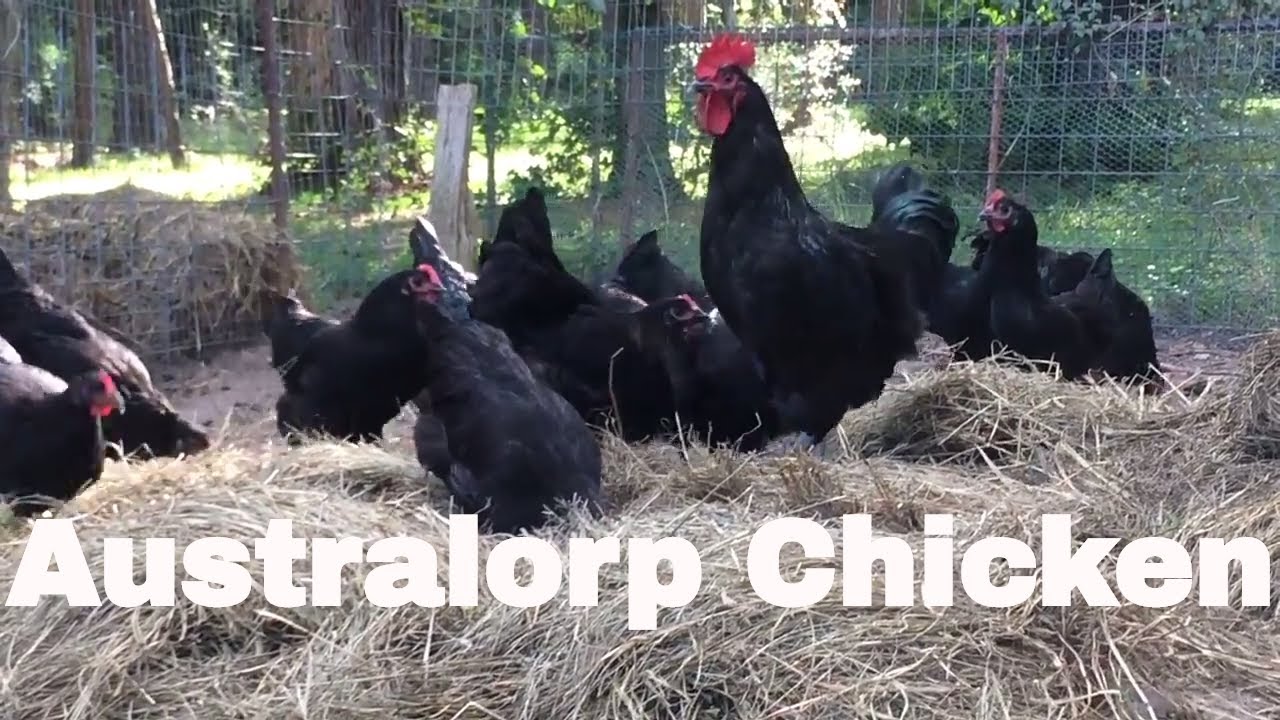 Chicken Breed Analysis: The Australorp
