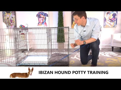 Ibizan Hound Potty Training from World-Famous Dog Trainer Zak George - Train a Ibizan Hound Puppy