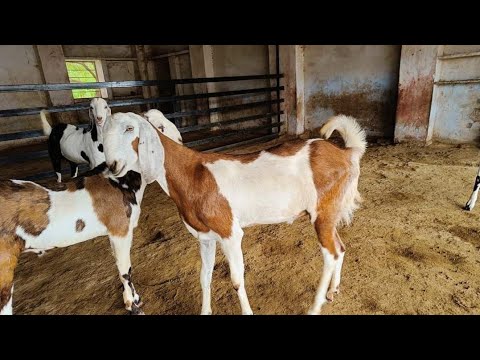 Goat Meat - Wholesale Price & Mandi Rate for Mutton in India