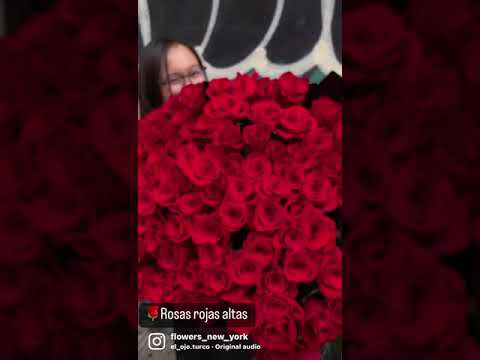 100 long roses