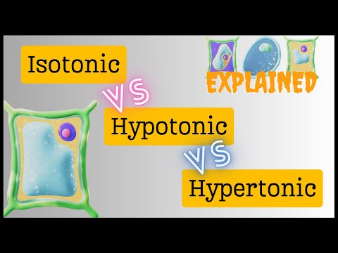 Hypotonic vs Hypertonic vs Isotonic Solutions EXPLAINED (With Real-World Examples!) | Biology Ustaad