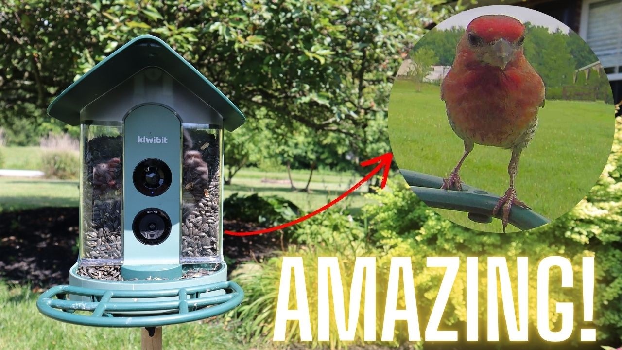 This Beako Smart Bird Feeder Can Tell You What Birds Visit Your Yard!