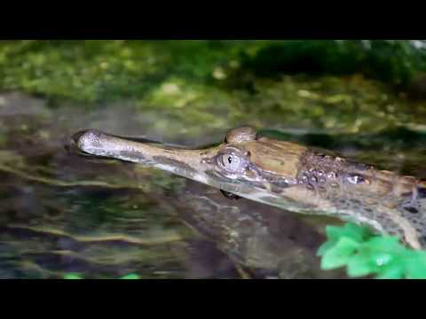 False Gharial Babies at the San Antonio Zoo