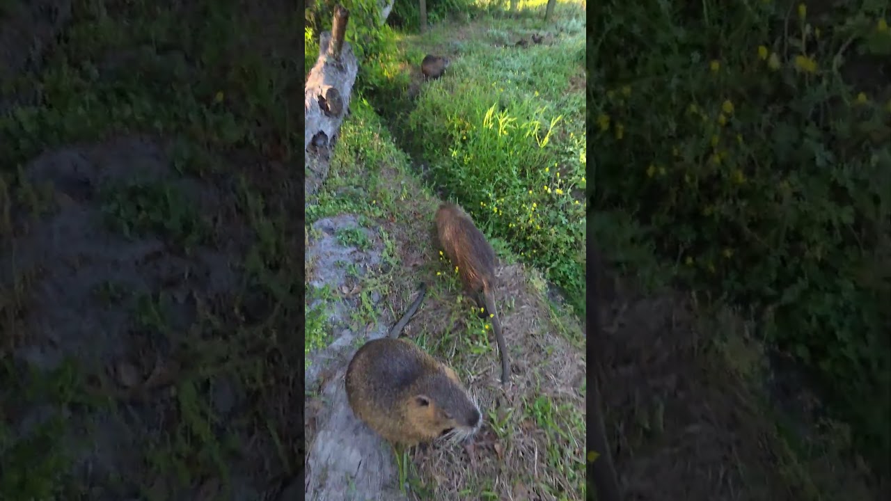 The Nutria have made a new home #wildlife #animals #nature #nutria