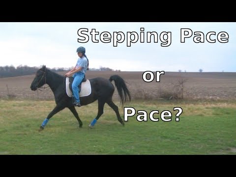 Difference Between a Pace and a Stepping Pace | Equestrian Harmony