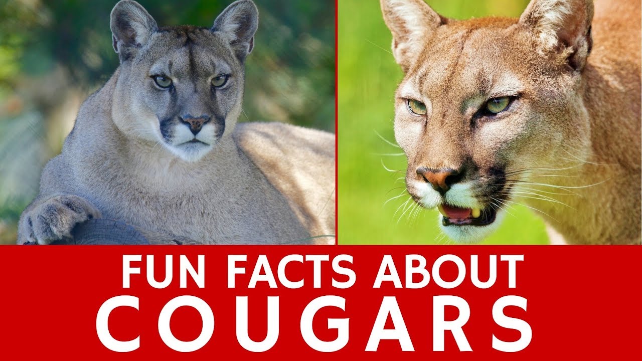 All about Cougars (Puma Concolor) for Learners and Interesting Wild Cat Facts