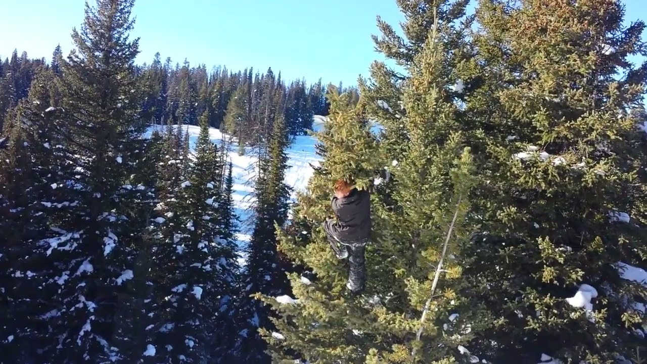 Jason coloradoing a tree