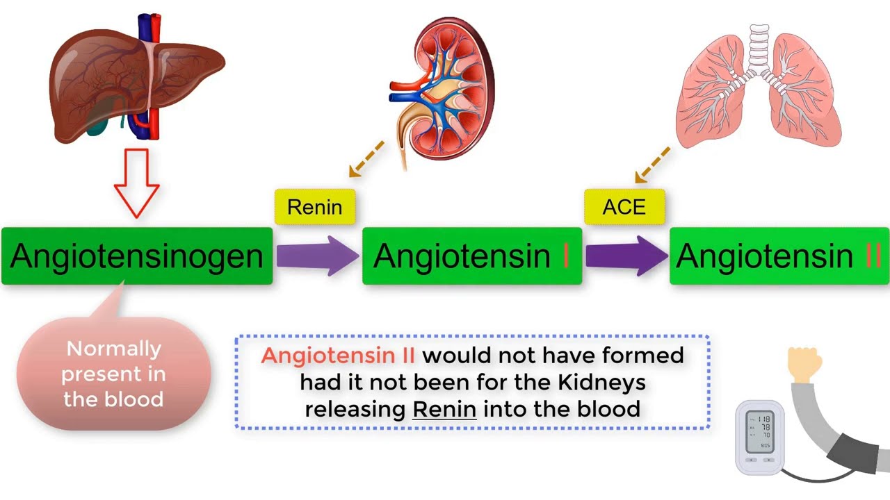 How RENIN forms ANGIOTENSIN II and how they relate to blood pressure!
