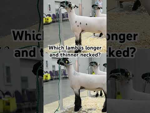 Livestock judging questions. #showlambs