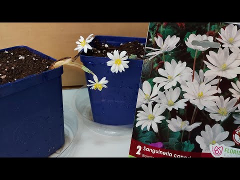 March Outdoor Garden Update and Planting Bareroot Bloodroot