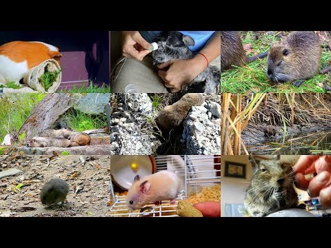 Rodents for Kids with Videos (Fun & Eductaional learning)