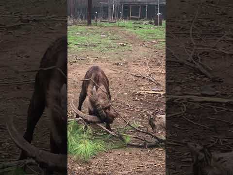 Goat and pine branches